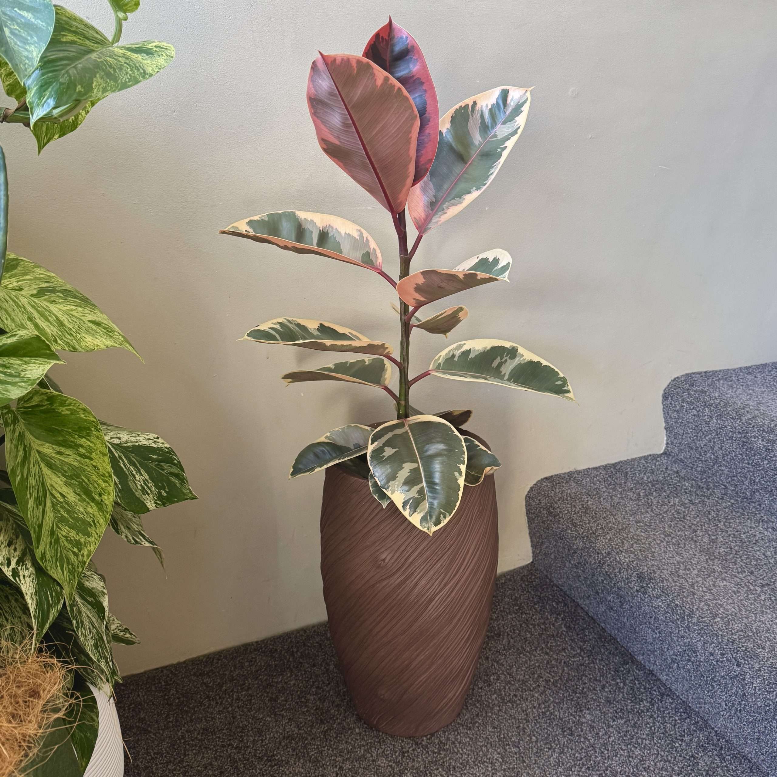 Ficus Ruby | Ruby Rubber Tree | Green Blush - plantandpot.nz